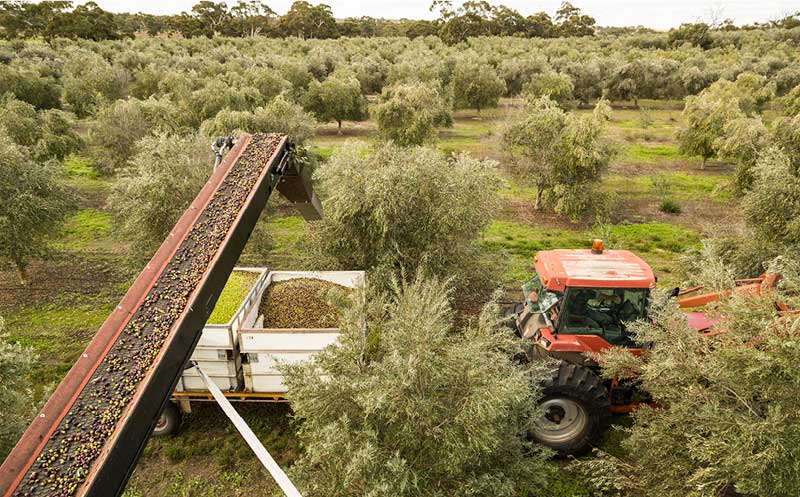 Early Harvest Olive Oil | Pendleton Olive Estate – pendletonoliveestate